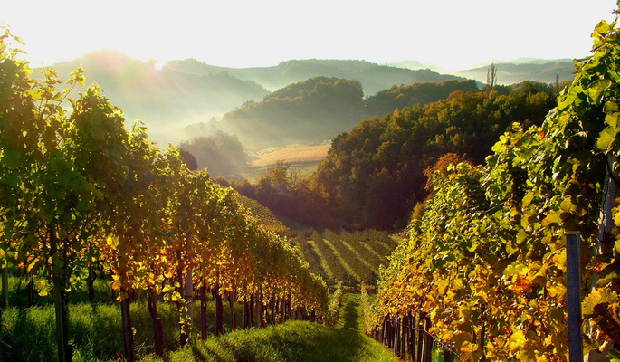 Buschenschank - Weingut und Buschenschank Grabin
